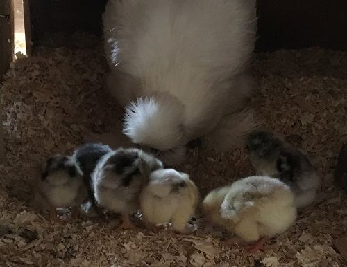 Introducing Chicks To A Broody Hen – Mother Earth News